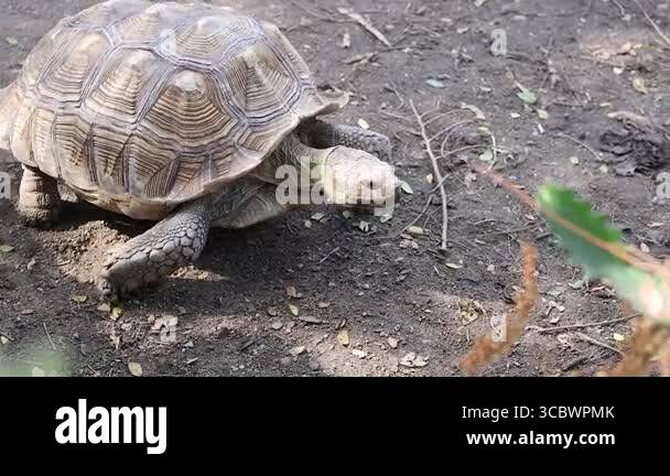 Tortoise moving slowly on dirt ground Stock Video Footage - Alamy