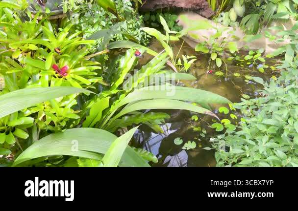 Captured in lush tropical Stock Videos & Footage - HD and 4K Video ...
