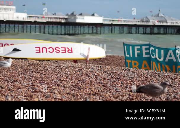 Seagull sign Stock Videos & Footage - HD and 4K Video Clips - Alamy