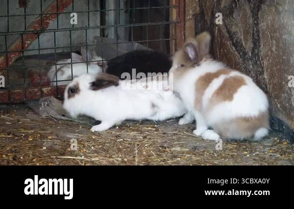 Cute rabbits interact playfully in an outdoor pen setting Stock Video ...