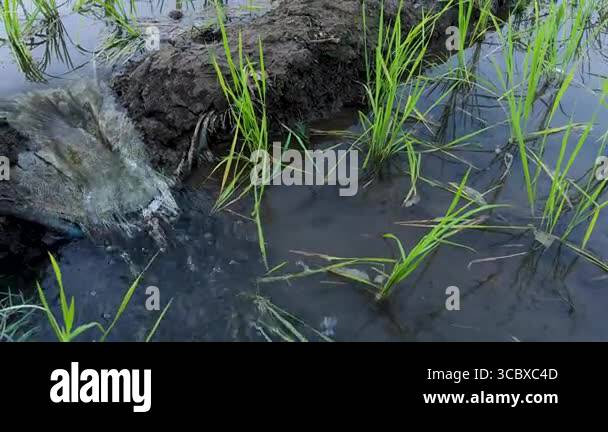 Irrigating Rice Crop in Muddy Farmland Close-Up. Water Flowing Through ...