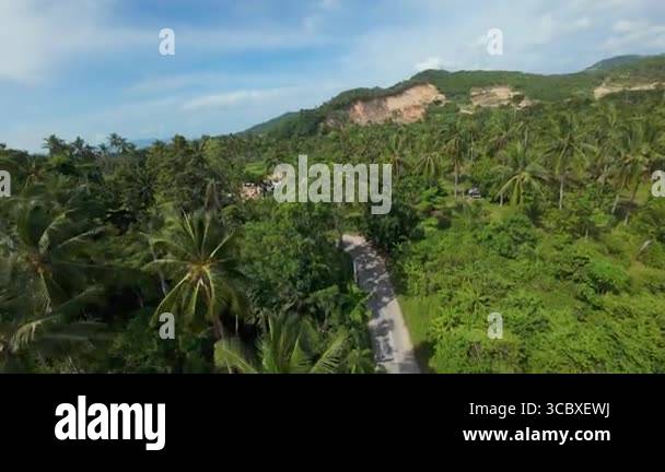 Drone Ascends Over Curving Road in Dense Green Jungle With Palm Trees ...
