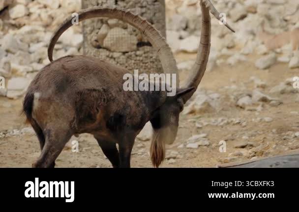 A majestic Markhor goat walks around its enclosure at the zoo. Its ...
