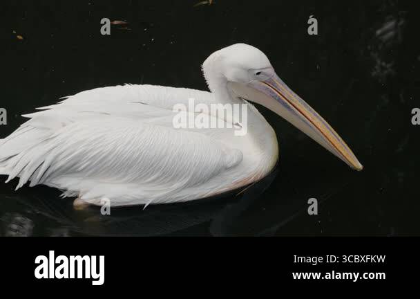 Serene white pelican glides gracefully on dark, still water. Its ...