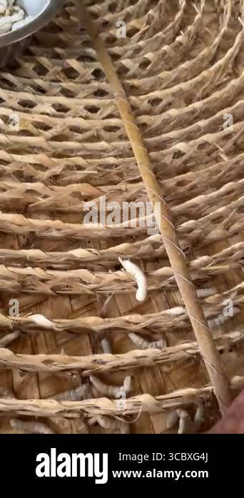 Close up view of people putting Silkworms Spinning Silk on Bamboo ...