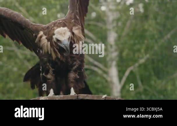 Dynamic aggressive raptor wings Stock Videos & Footage - HD and 4K ...