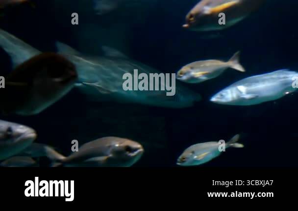 A large bull shark (Carcharhinus leucas) swims among groupers and ...