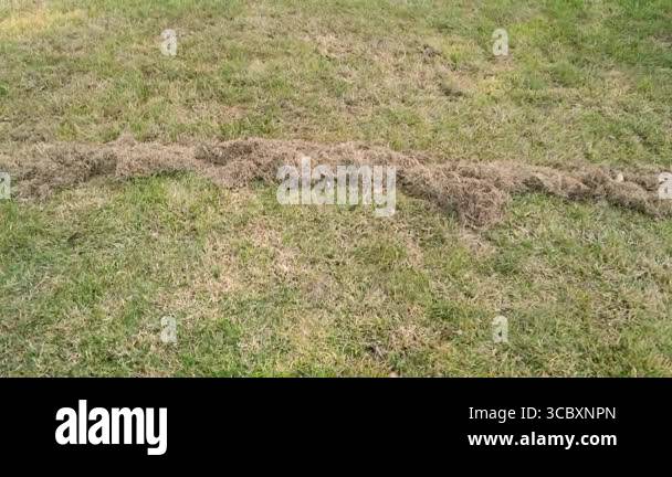 Dry grass after mowing lawns. Lawn care in spring. High quality FullHD ...
