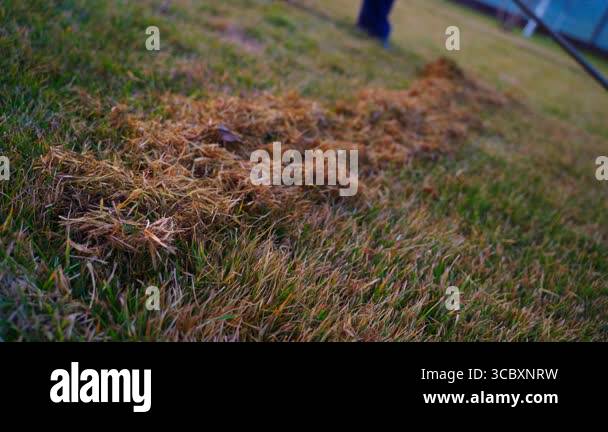 Rake the lawn to remove dry grass. Cleaning the grass after winter ...