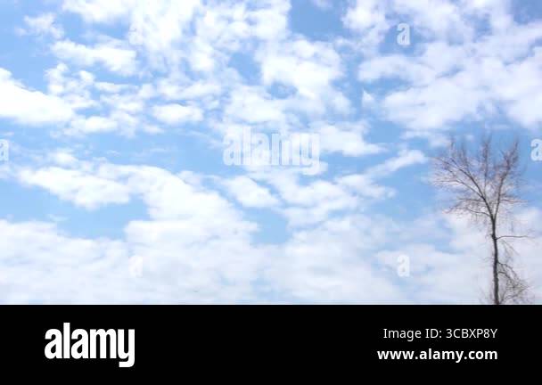 A panning shot shows the blue sky and clouds through tall, sparse trees ...
