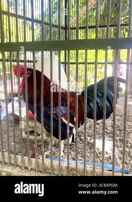 Beautiful red jungle chicken, fowl or gallus originating from the ...