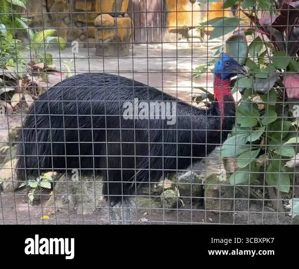 Beautiful Cassowary (kasuari) in a cage of a zoo in the morning, an ...