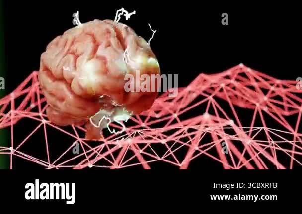 human brain, 3 d model Stock Video Footage - Alamy