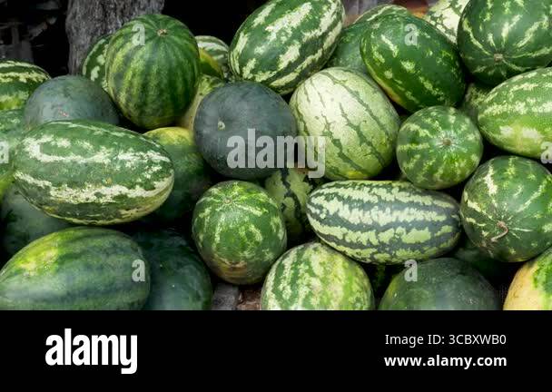 Many ripe large watermelons at the market. Panorama. Harvesting organic watermelons. Sweet juicy ...