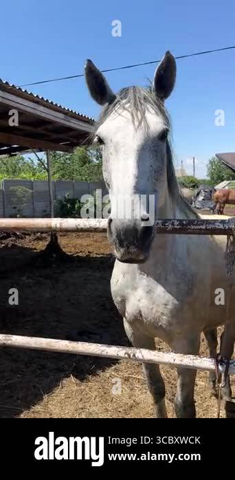 A large white horse stands in the stable and curiously looks around ...