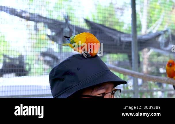 Parrot interacts with person at floating market Stock Video Footage - Alamy