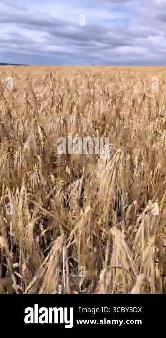 Behold a breathtaking and stunning view of a vast golden wheat field ...