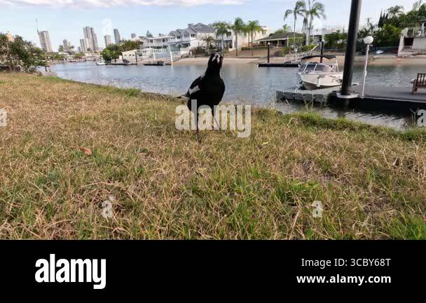 A bird strolls along a grassy lakeside dock Stock Video Footage - Alamy