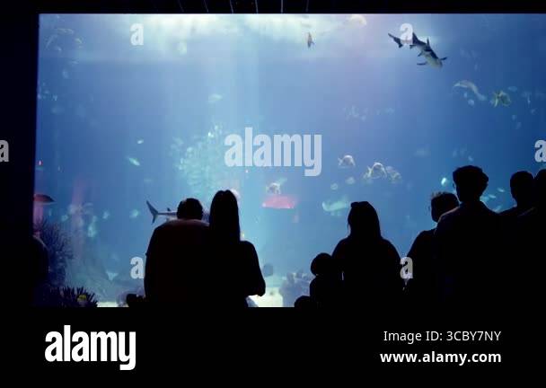 Visitors admire vibrant fish swimming gracefully in a large aquarium ...