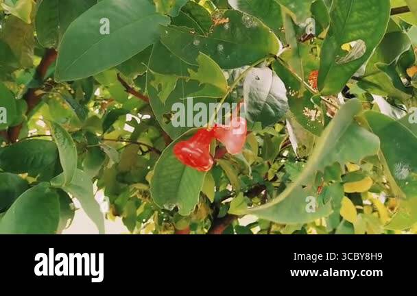 A shot of ripe water apple fruit on the tree with natural background ...