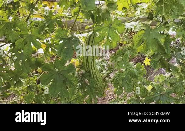 Selective focus. View of bitter melon garden with fresh green leaves ...