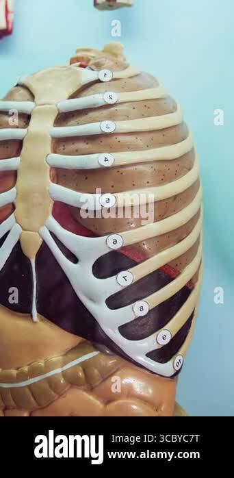 Anatomical model human body Stock Videos & Footage - HD and 4K Video ...