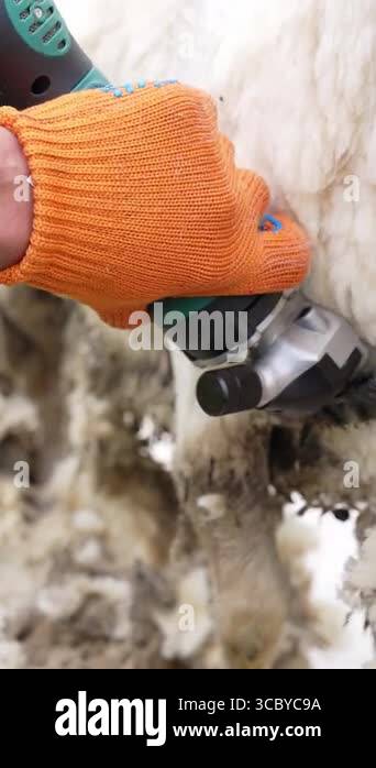 Farmer cuts the sheep wool. Footage of shearing white wool from sheep ...