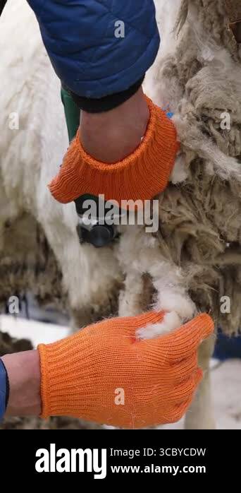 Farmer shearing wool sheep. Wool being sheared off sheep by farmer ...
