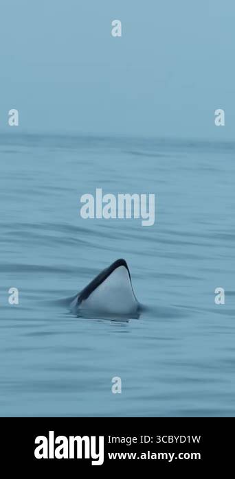 orca whale jumping on the surface of the sea Stock Video Footage - Alamy