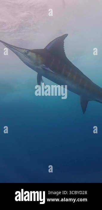 blue marlin chasing bait on the boat Stock Video Footage - Alamy