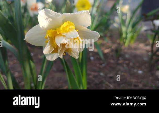 Narcissus variety Wave close-up. Blooming daffodil flower with white ...