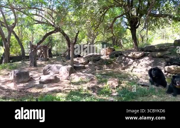 Bear exploring under trees at Chonburi zoo Stock Video Footage - Alamy