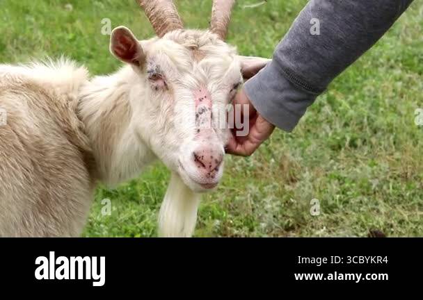 Adult domestic goat.Man stroking a white goat on the head.Manifestation ...