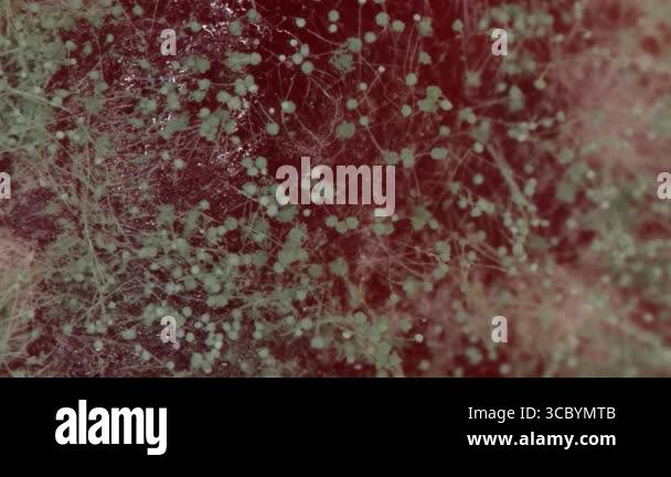 Mucor, head mold with white mushroom threads on jam under the ...