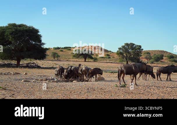 Blue wildebeest herd around waterhole in Kgalagadi transfrontier park ...