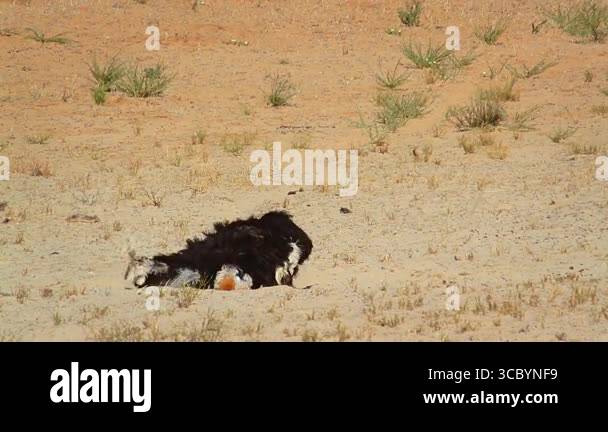 African Ostrich grooming and preening in desert land in Kgalagadi ...