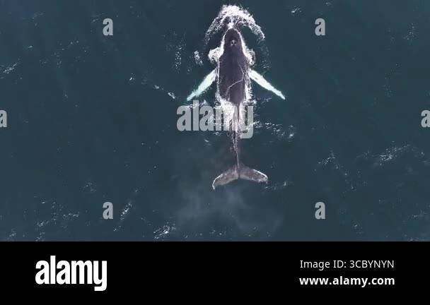 Aerial view of a whale in deep blue ocean waters with ripples and waves ...