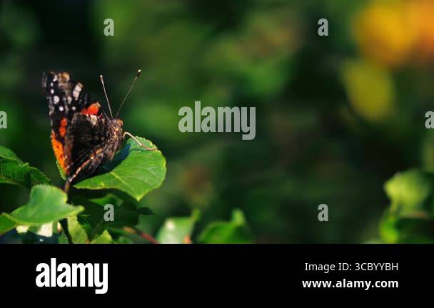 Red Admiral butterfly with closed wings on leaves close up 4k shot ...