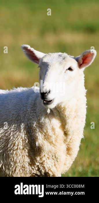 A Romney sheep stands in a sunlit field, displaying calm and curiosity ...