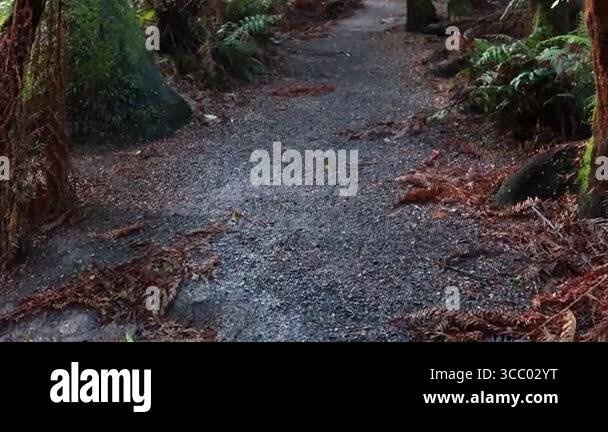 Aburi saba being prepared at a restaurant Stock Video Footage - Alamy
