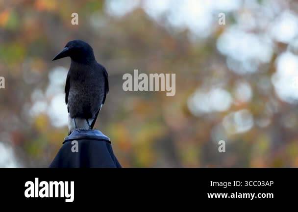Crow observing surroundings on a lamp post Stock Video Footage - Alamy