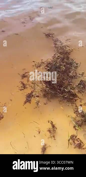 Sargassum Floating in Murky, Brown Ocean Water Stock Video Footage - Alamy