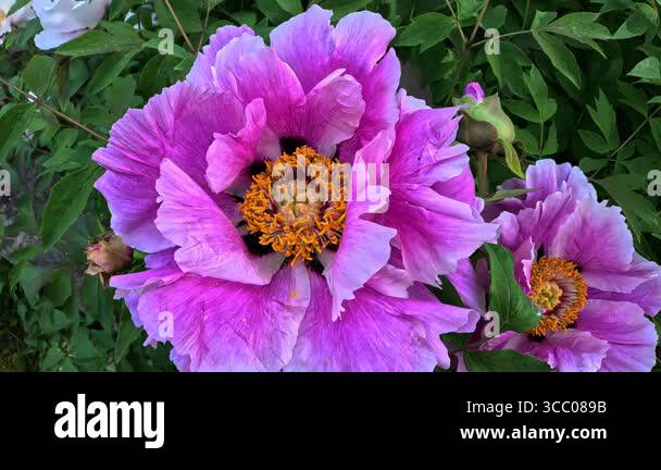 Tree peony, a bush blooming with pink flowers against a background of ...
