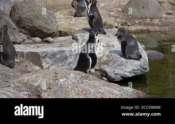 Humboldt penguin, Spheniscus humboldti or Peruvian penguin Stock Video ...
