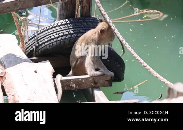 Monkey crossing a makeshift bridge over water Stock Video Footage - Alamy
