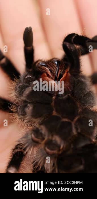 A curlyhair tarantula moves across a person's hand, showcasing its ...