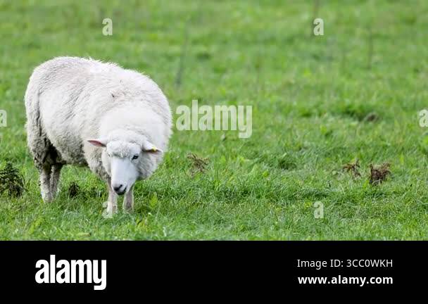 A Romney sheep grazes peacefully in a vibrant green field under soft ...