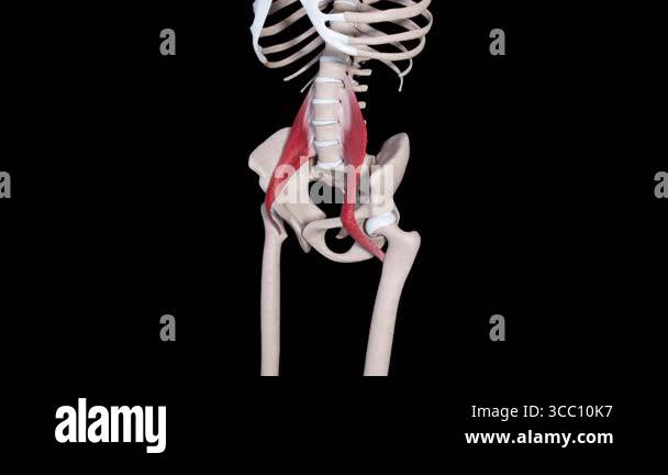 This 3d animation shows the movement of the psoas major muscle Stock ...