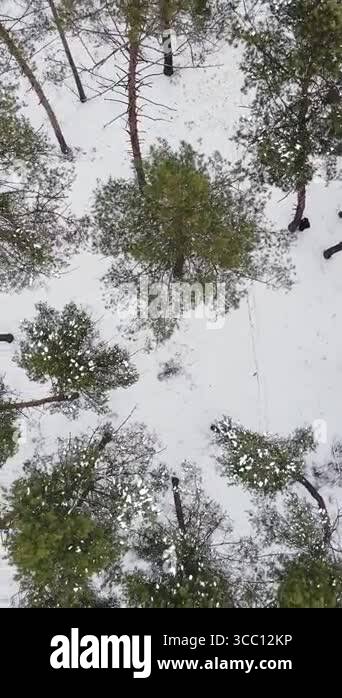 Winter forest. top view. snow covered pine trees of winter wood ...