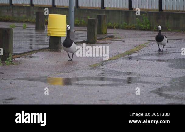 Adult barnacle goose Stock Videos & Footage - HD and 4K Video Clips - Alamy